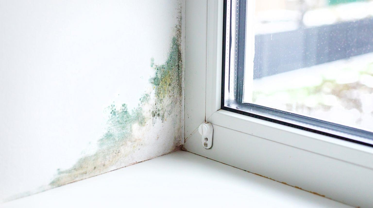 Toxic Mold: Concerned About Mold Harming My Mental Health?